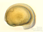 Photofeature: Embryonic Developmental Stages of Fishes – BdFISH Feature