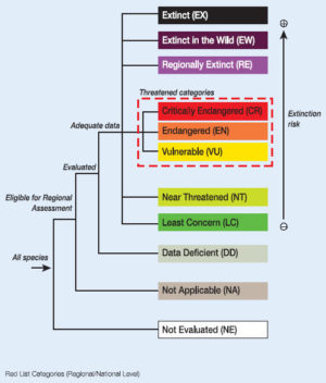 Vulnerable (VU) Freshwater Fishes of Bangladesh – BdFISH Feature